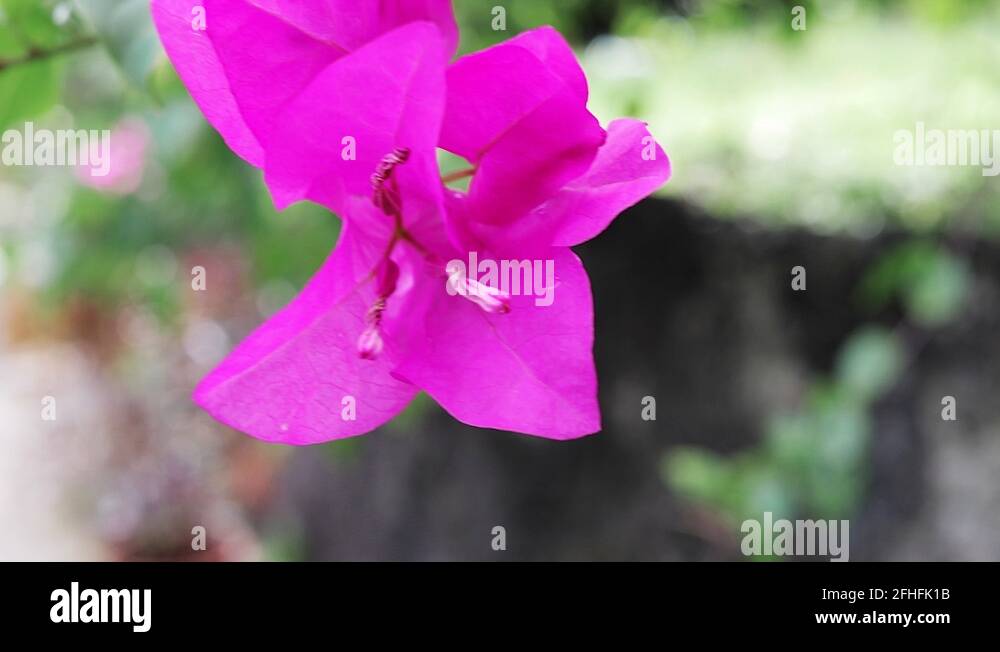 Zoom flower zoom Stock Videos & Footage - HD and 4K Video Clips - Alamy