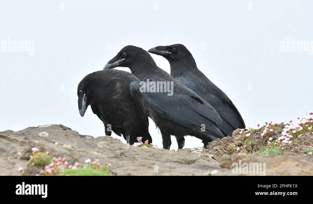 Sea ravens Stock Videos & Footage - HD and 4K Video Clips - Alamy