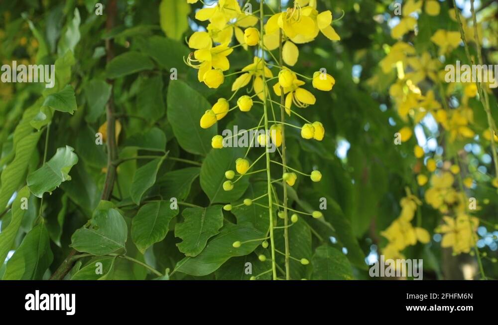 Flowers cassia fistula golden tree Stock Videos & Footage - HD and 4K Video Clips - Alamy