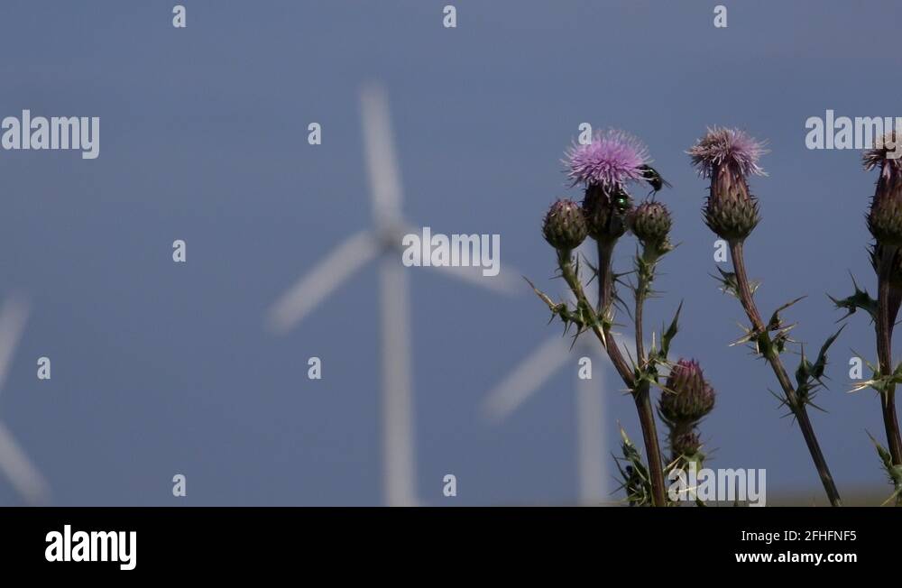 Foreground insects Stock Videos & Footage - HD and 4K Video Clips - Alamy