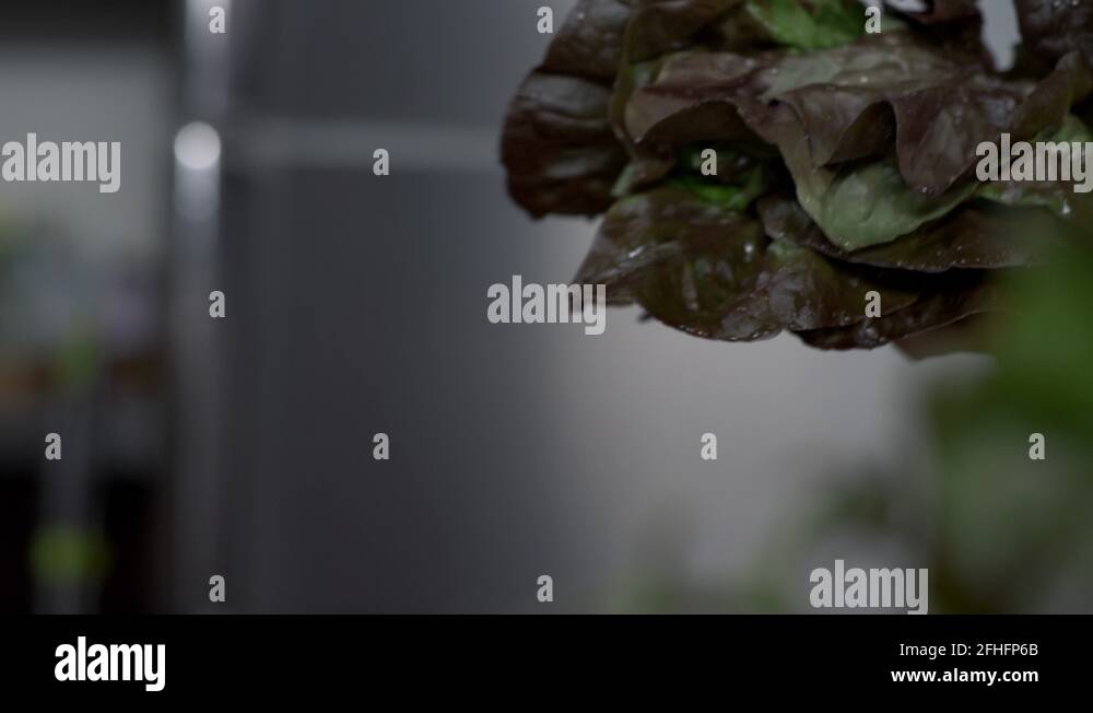 Shaking of the head Stock Videos & Footage - HD and 4K Video Clips - Alamy