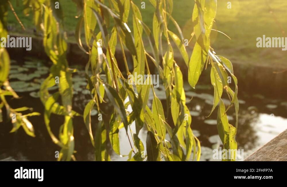 Drooping leaves Stock Videos & Footage - HD and 4K Video Clips - Alamy