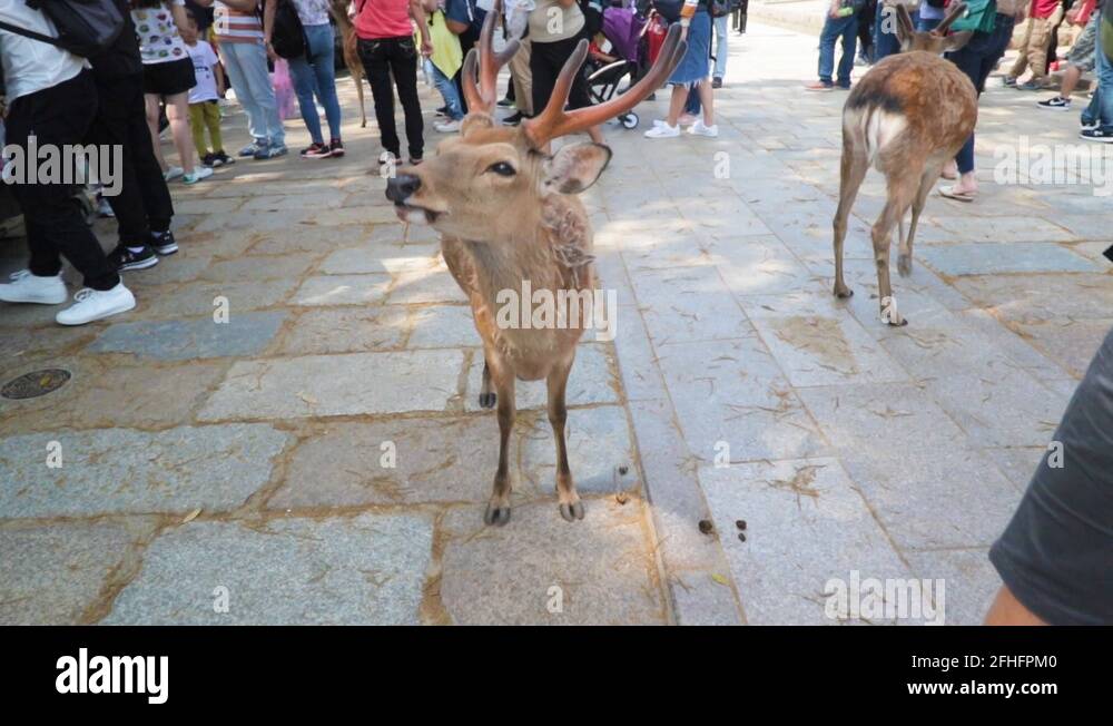 Deer bowing to ask for food in Nara park, Japan Stock Video Footage - Alamy