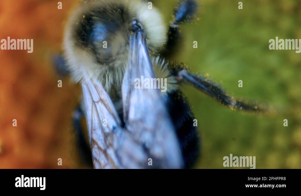 Bee legs close up Stock Videos & Footage - HD and 4K Video Clips - Alamy
