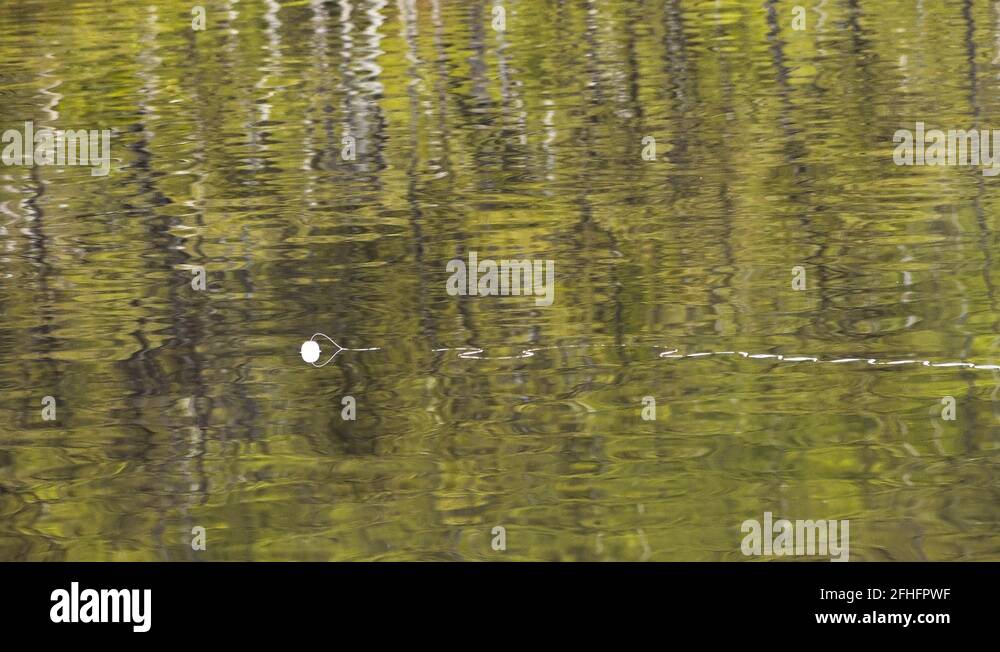 Fishing float in water in daylight Stock Video Footage - Alamy