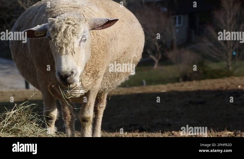 Sheep with bell Stock Videos & Footage - HD and 4K Video Clips - Alamy