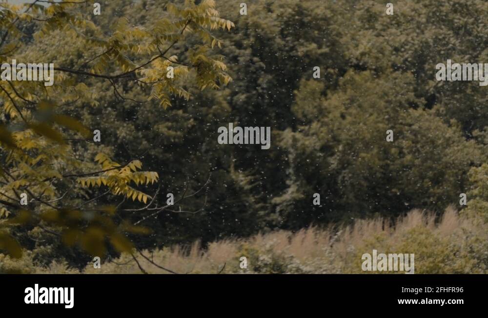 Calm winds Stock Videos & Footage - HD and 4K Video Clips - Alamy