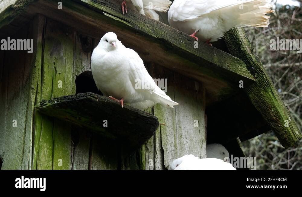 House for doves Stock Videos & Footage - HD and 4K Video Clips - Alamy