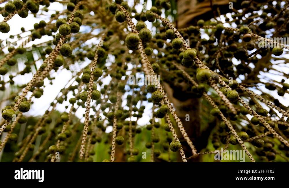 Cycad tree fruit Stock Videos & Footage - HD and 4K Video Clips - Alamy