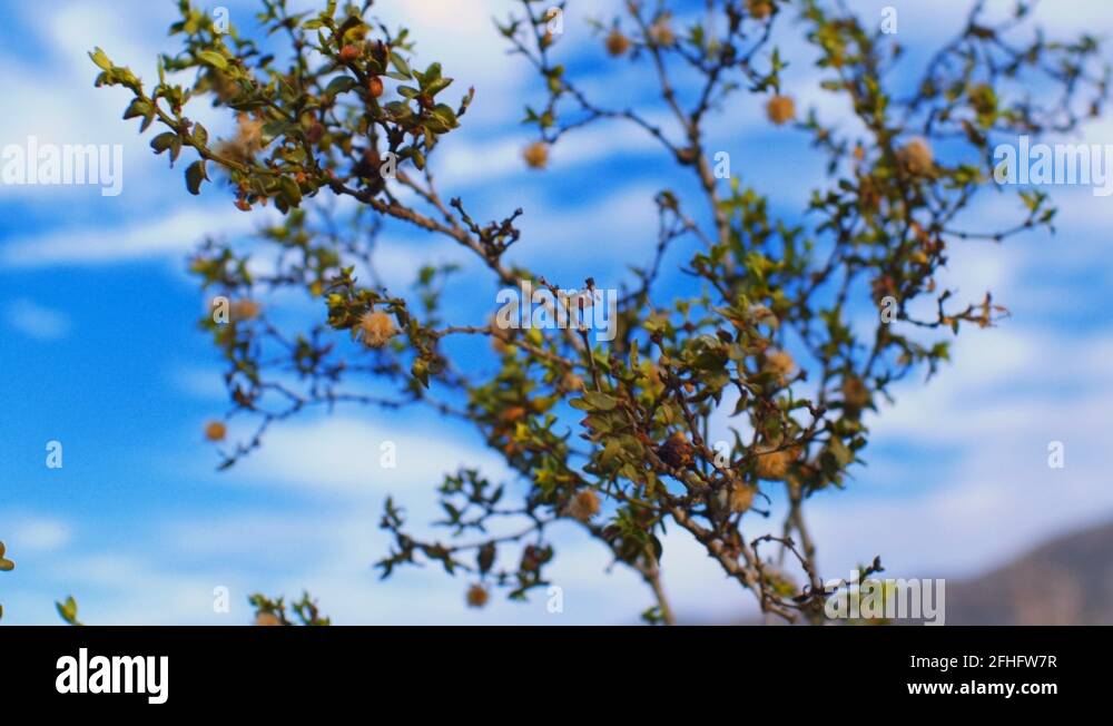 Desert berries Stock Videos & Footage - HD and 4K Video Clips - Alamy