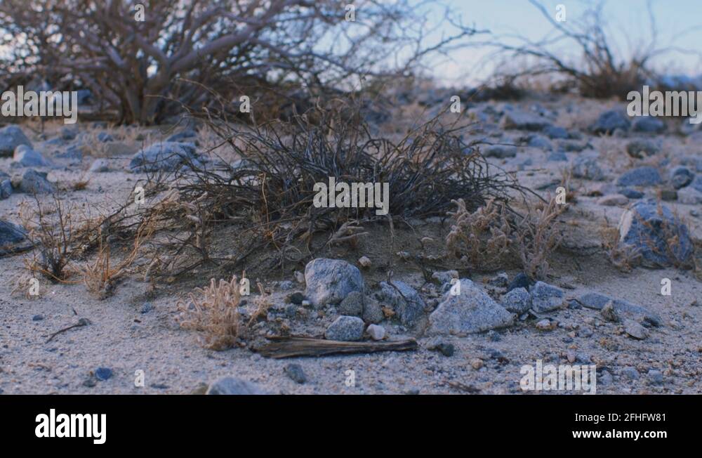 Desert bush Stock Videos & Footage - HD and 4K Video Clips - Alamy