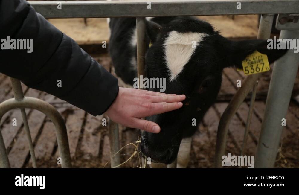 Petting Stock Videos & Footage - HD and 4K Video Clips - Alamy