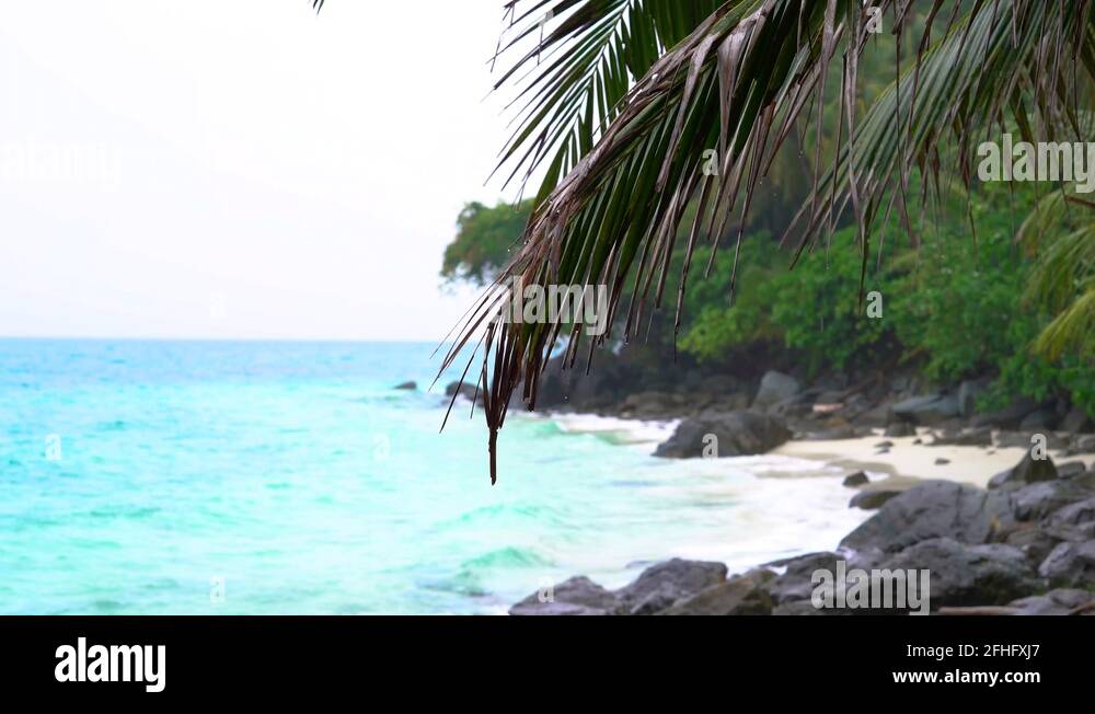 Water dripping down from a coconut tree leaves during a rain on an ...