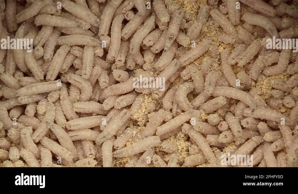 Maggots Stock Videos & Footage - HD and 4K Video Clips - Alamy