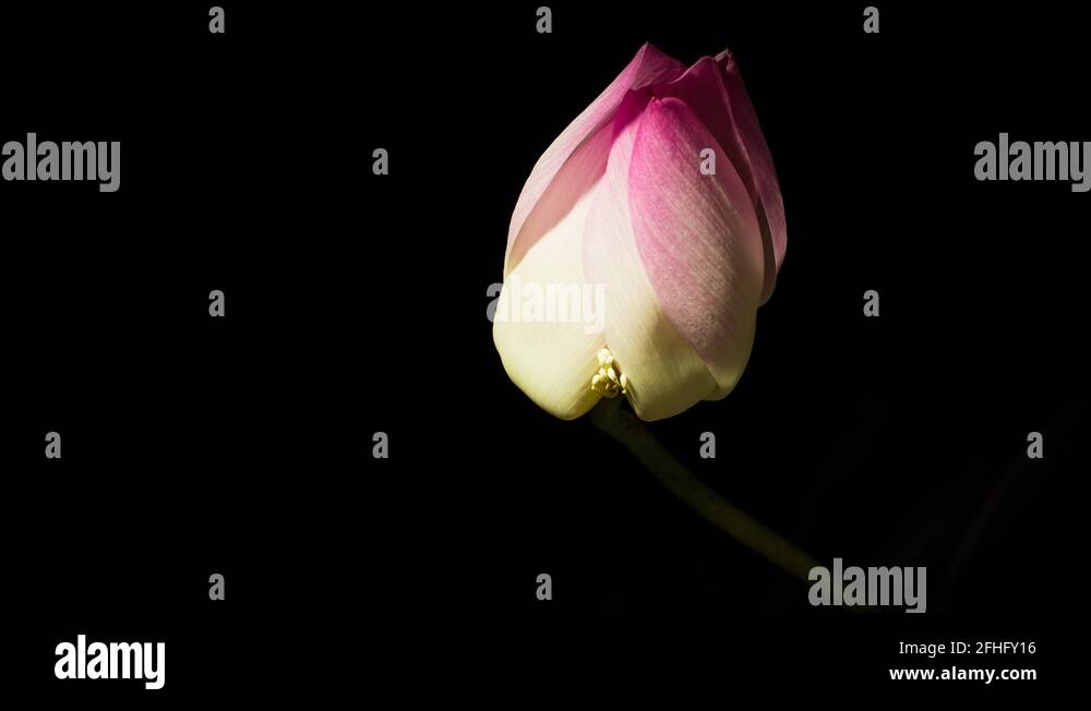 Life cycle of the Lotus flower, the representing purity, peace ...