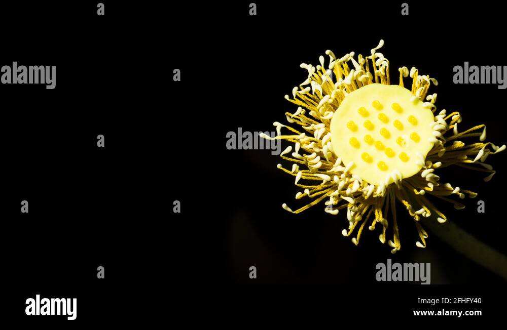 Life cycle of the Lotus flower, the representing purity, peace ...