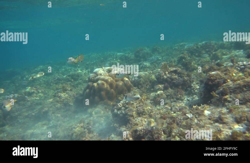 School of puffer fish Stock Videos & Footage - HD and 4K Video Clips ...