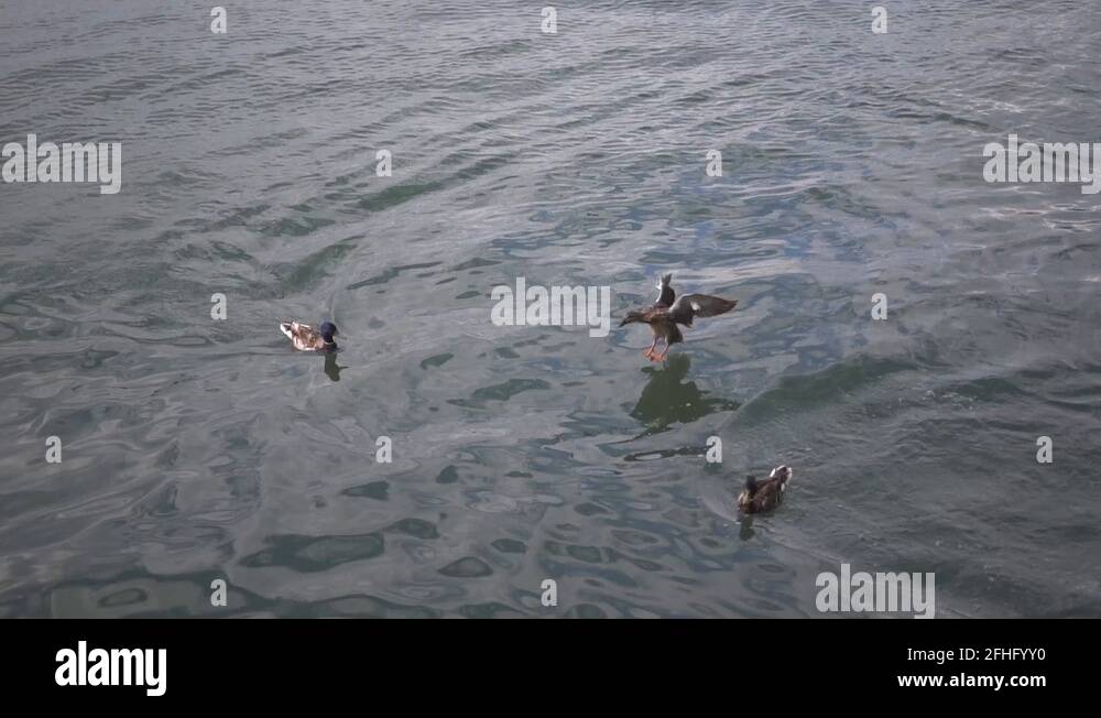 Duck landing on water Stock Videos & Footage - HD and 4K Video Clips ...