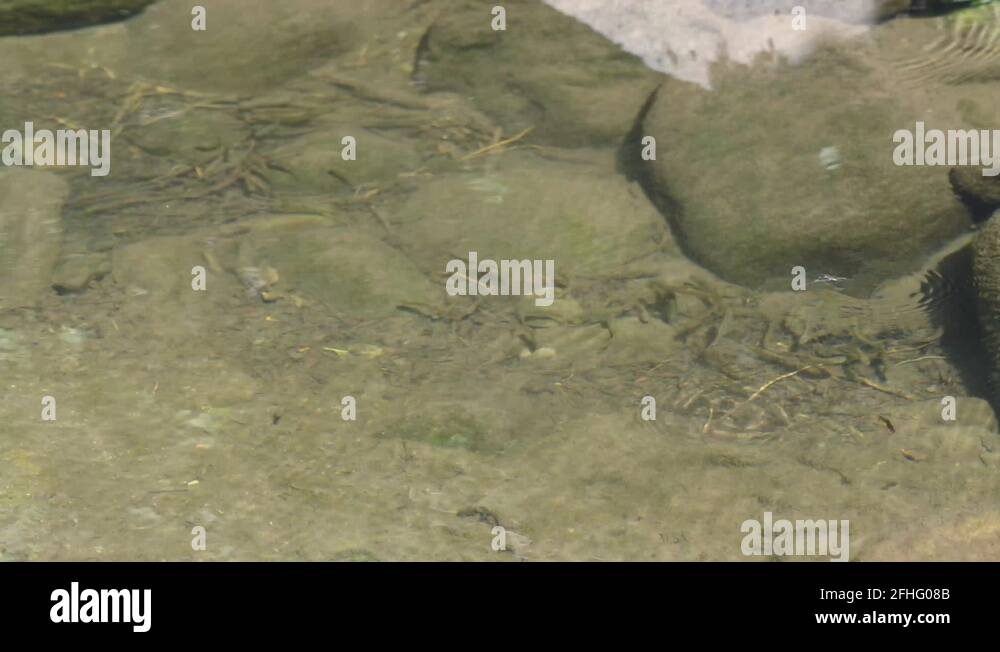 Fish dam creek Stock Videos & Footage - HD and 4K Video Clips - Alamy