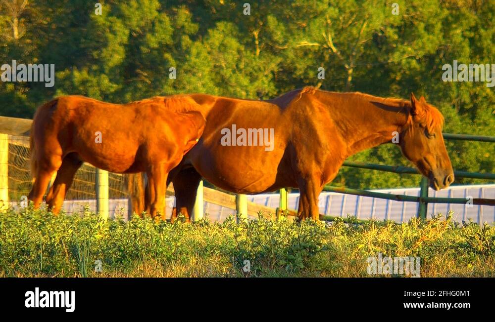 With mare Stock Videos & Footage - HD and 4K Video Clips - Alamy