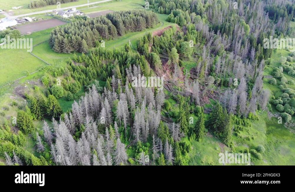 Forest overview Stock Videos & Footage - HD and 4K Video Clips - Alamy