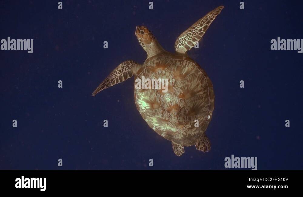 Sea turtles carapace Stock Videos & Footage - HD and 4K Video Clips - Alamy