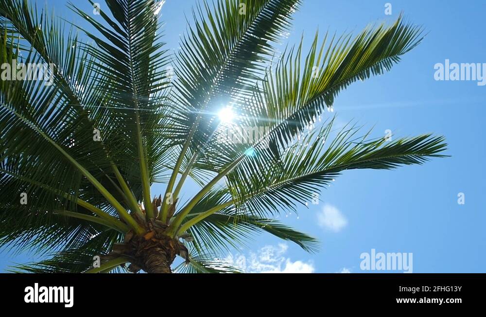 Palm tree from underneath in slow motion. Location French Polynesia ...