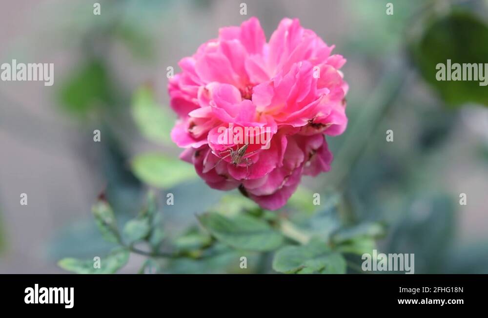 Spider rose Stock Videos & Footage - HD and 4K Video Clips - Alamy