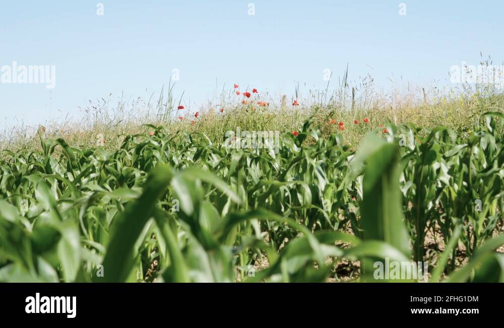 Poppies and wild grass Stock Videos & Footage - HD and 4K Video Clips ...