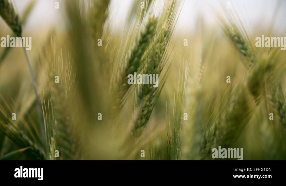 Wheat summer rye Stock Videos & Footage - HD and 4K Video Clips - Alamy