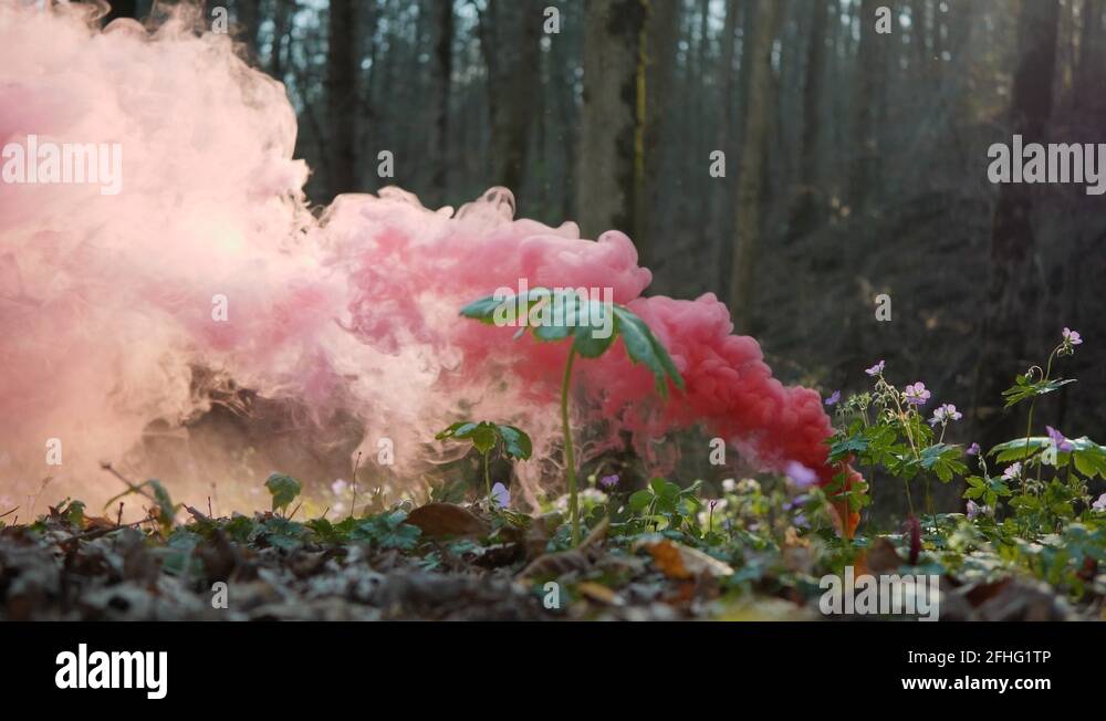 Smoke bomb forest Stock Videos & Footage - HD and 4K Video Clips - Alamy