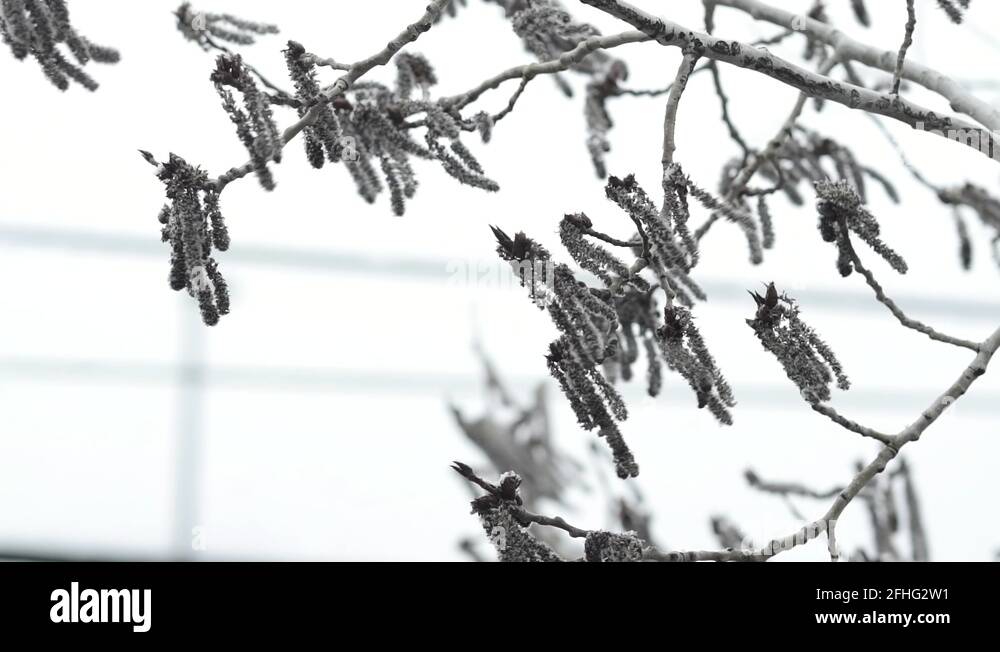 Snowstorm plants Stock Videos & Footage - HD and 4K Video Clips - Alamy