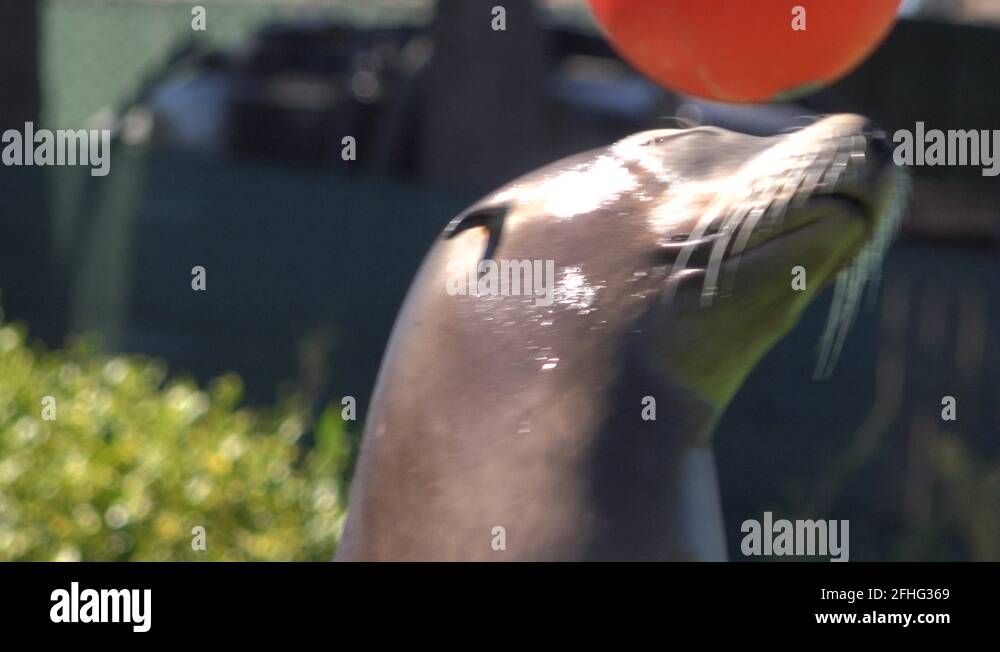 Seal beach ball Stock Videos & Footage - HD and 4K Video Clips - Alamy