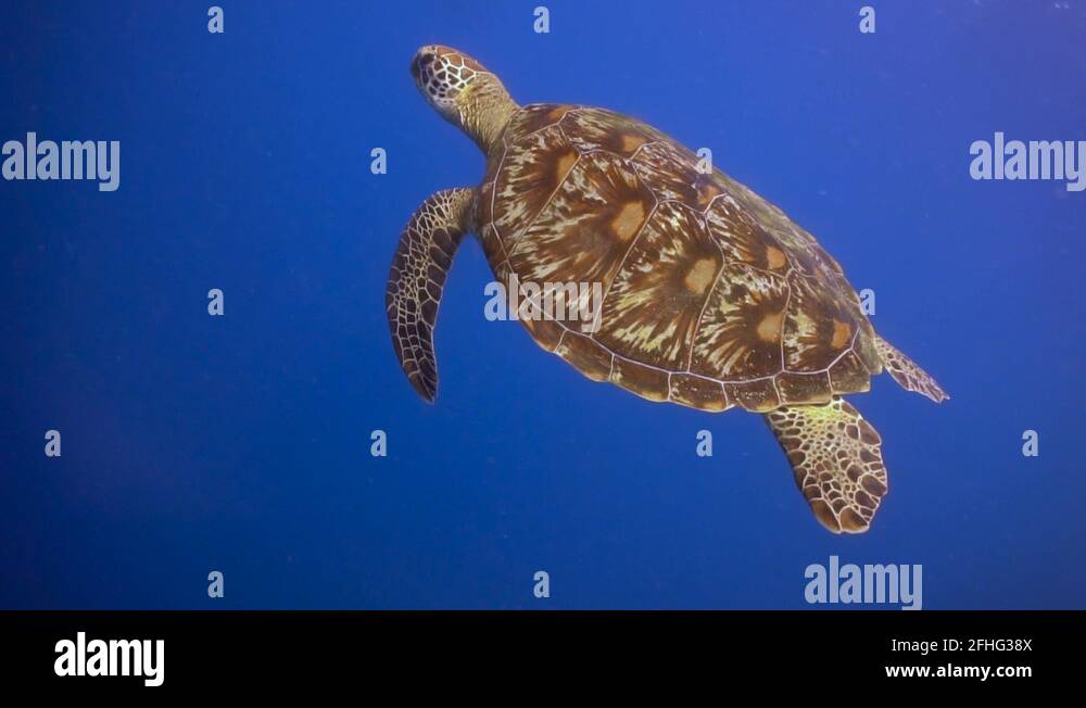 Chasing sea turtle Stock Videos & Footage - HD and 4K Video Clips - Alamy
