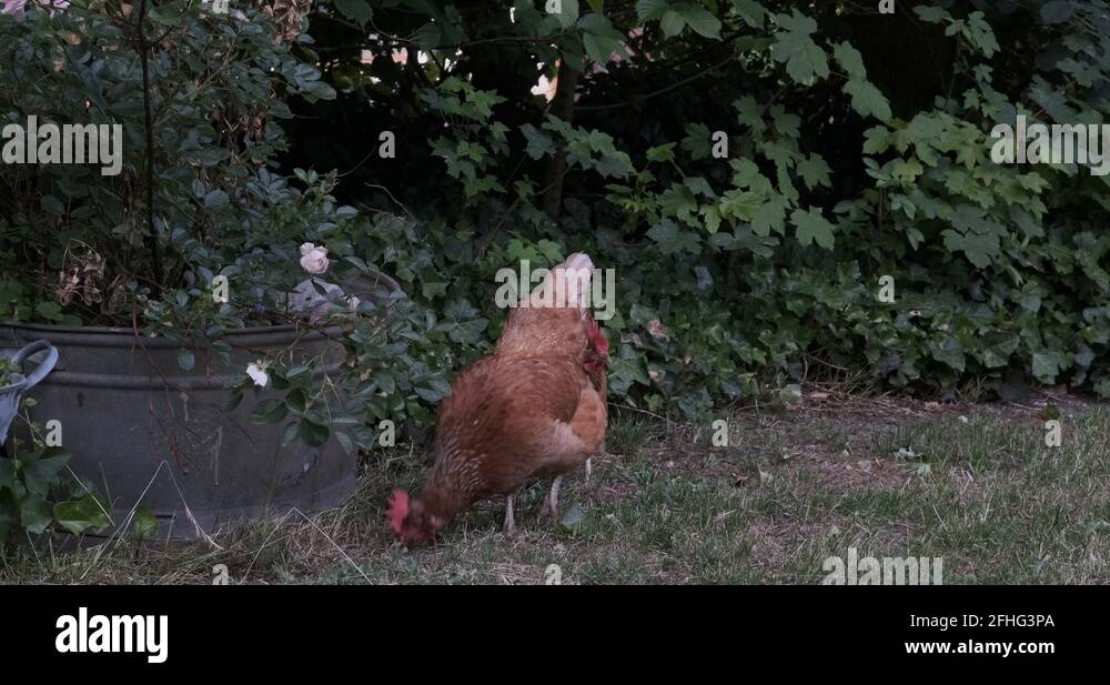 Walking freely Stock Videos & Footage - HD and 4K Video Clips - Alamy