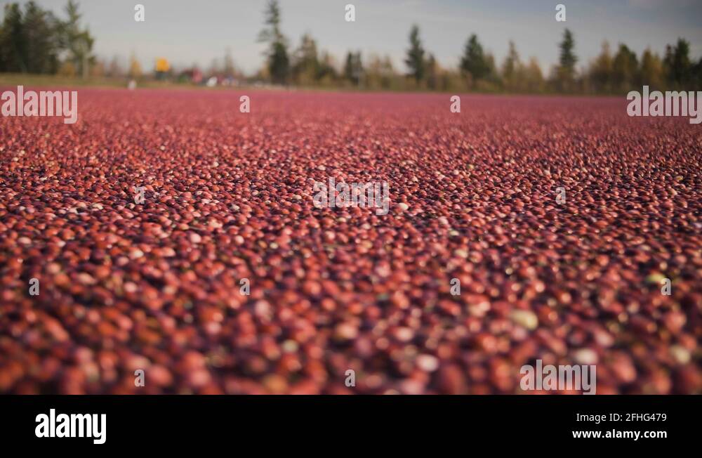 Cranberry explosion Stock Videos & Footage - HD and 4K Video Clips - Alamy