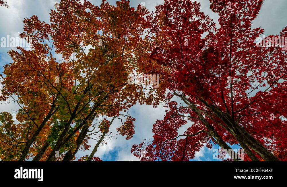 Maples in japan Stock Videos & Footage - HD and 4K Video Clips - Alamy