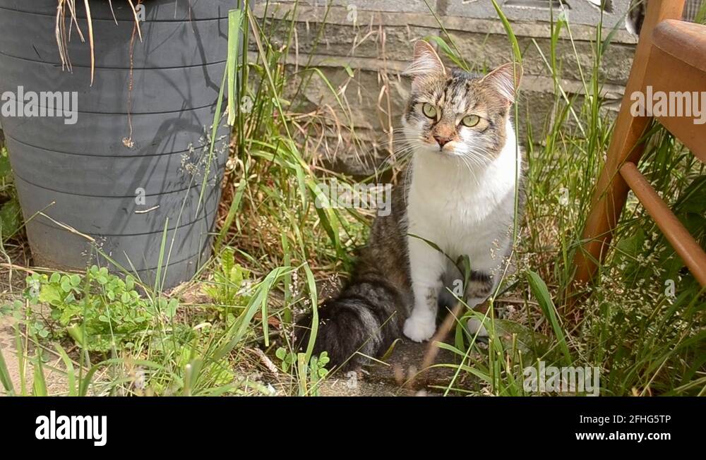 Alert cat Stock Videos & Footage - HD and 4K Video Clips - Alamy