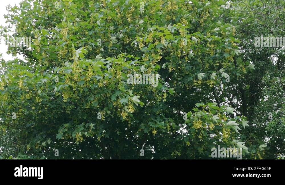 Sycamore tree seed Stock Videos & Footage - HD and 4K Video Clips - Alamy