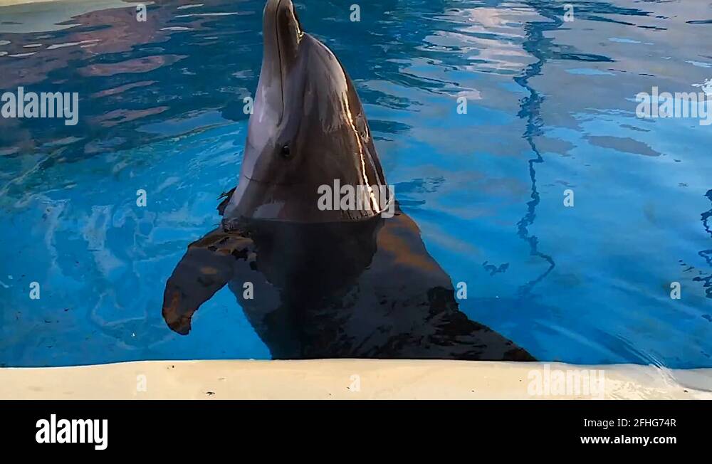 Dolphin playing pool Stock Videos & Footage - HD and 4K Video Clips - Alamy
