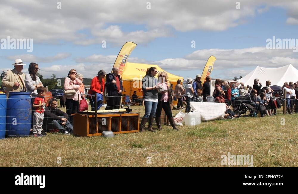 Show judging ring Stock Videos & Footage - HD and 4K Video Clips - Alamy
