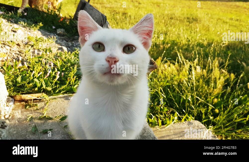 Stray white cat Stock Videos & Footage - HD and 4K Video Clips - Alamy