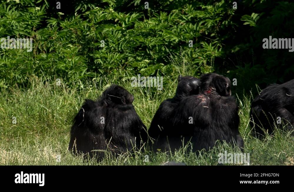 Chimps are family Stock Videos & Footage - HD and 4K Video Clips - Alamy