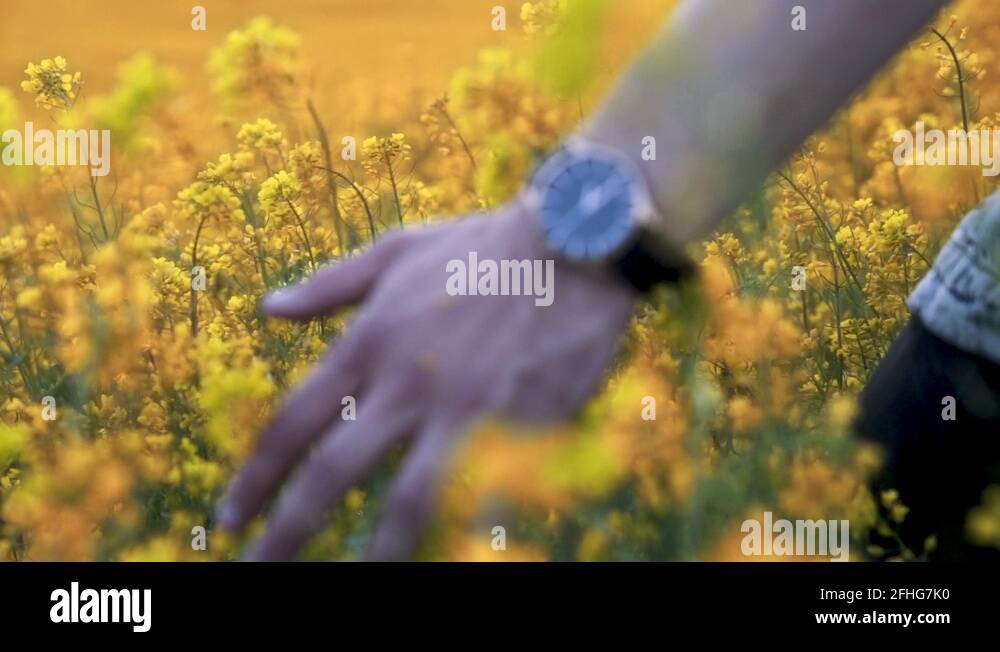 Plants flowers camera Stock Videos & Footage - HD and 4K Video Clips ...
