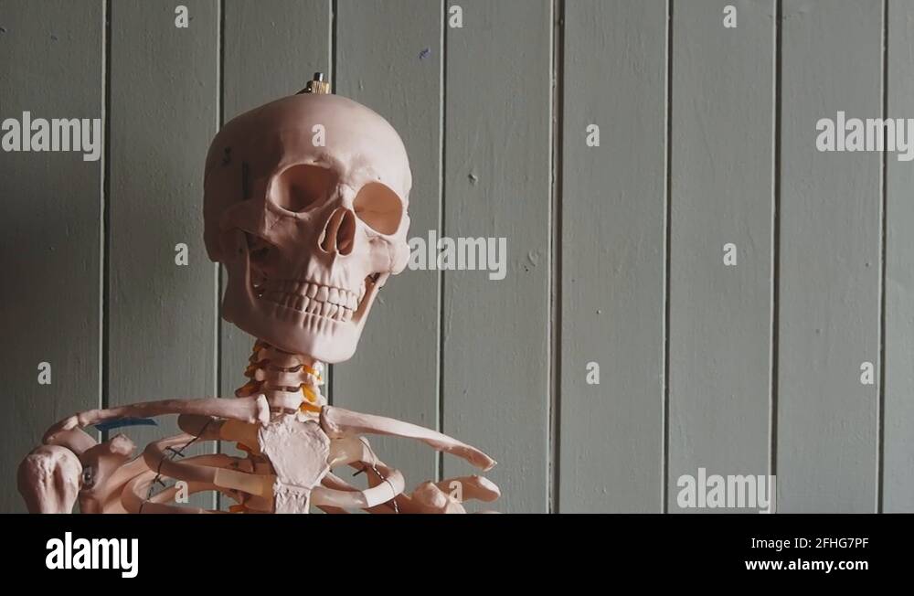 Teaching skeleton Stock Videos & Footage - HD and 4K Video Clips - Alamy
