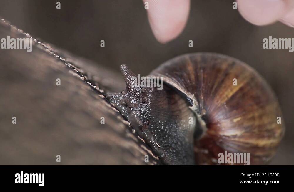 Popping bug Stock Videos & Footage - HD and 4K Video Clips - Alamy