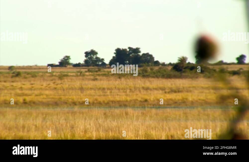 African weed Stock Videos & Footage - HD and 4K Video Clips - Alamy