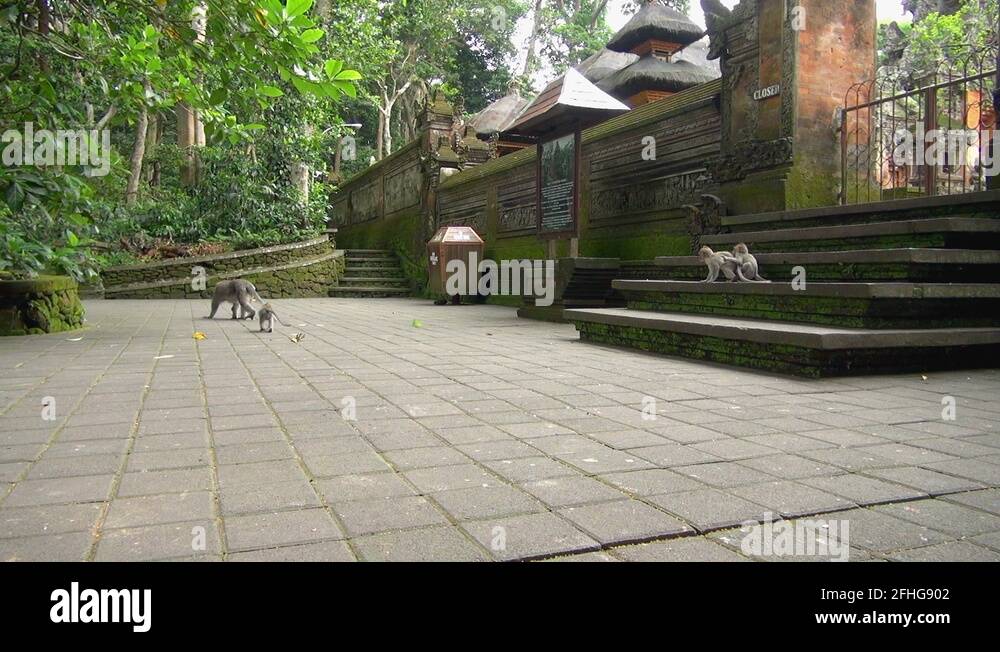Temple of monkeys Stock Videos & Footage - HD and 4K Video Clips - Alamy