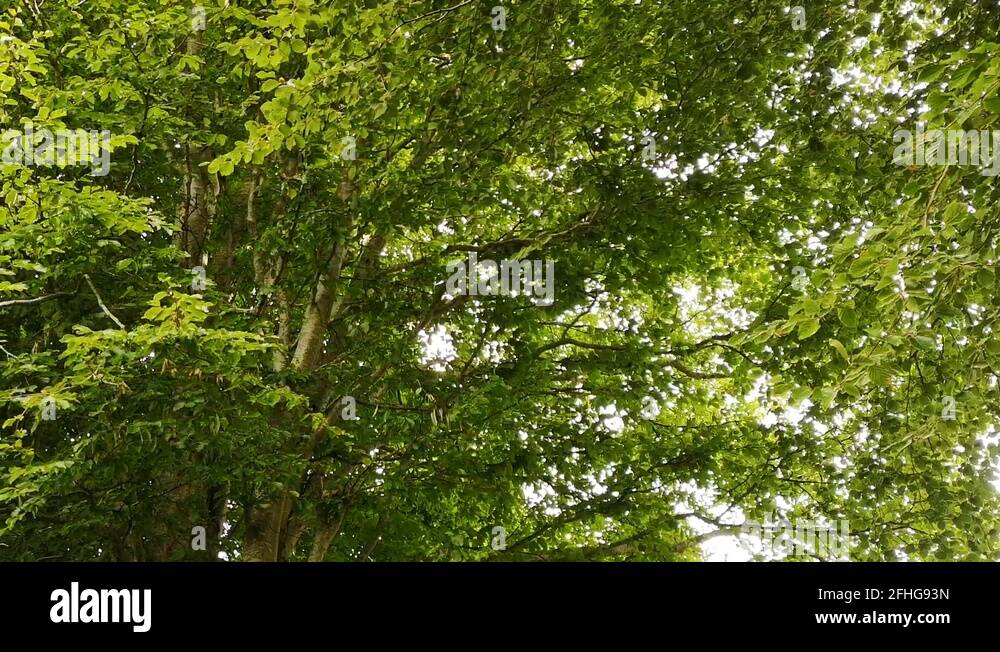 Beech tree Fagus sylvatica, looking up at leaves gently blowing in wind ...