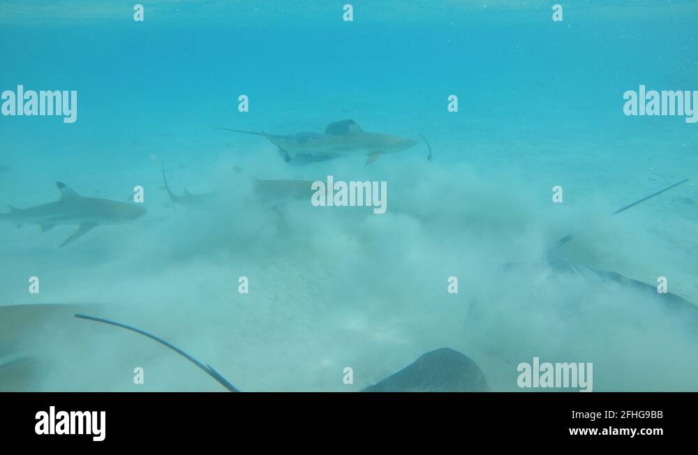 Sand sharks Stock Videos & Footage - HD and 4K Video Clips - Alamy